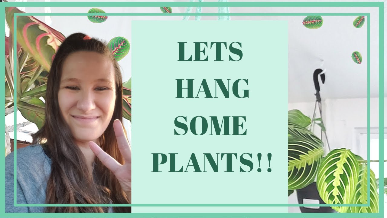 How to Hang a Plant From the Ceiling | Maranta Propagation Update ...