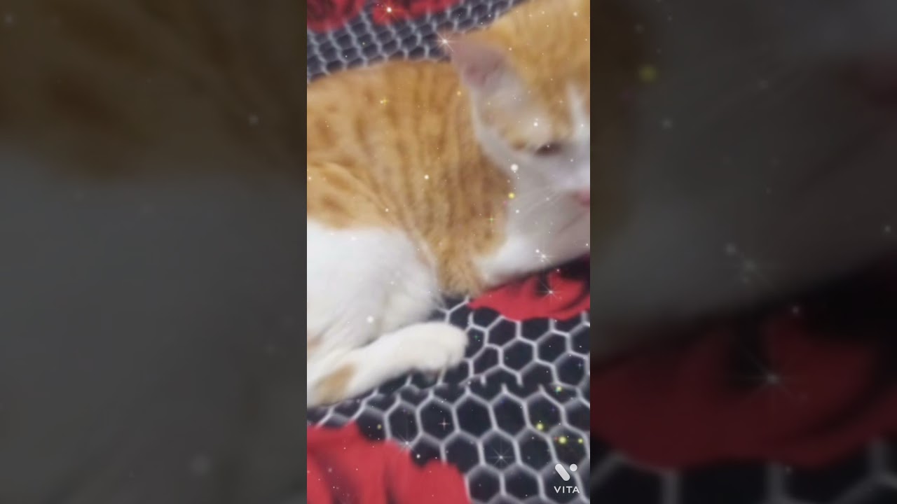 simple dimple song part 2 - YouTube