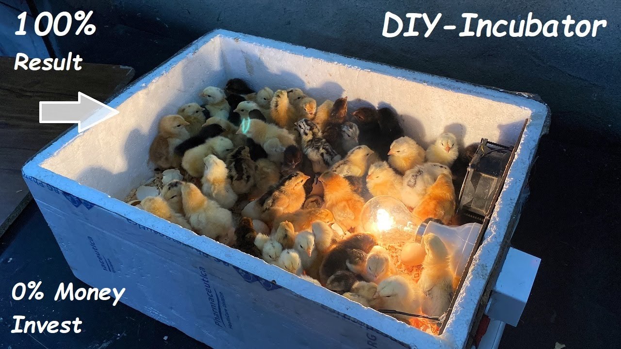 DIY-Incubator hatching with 100% result - How to make incubator at home ...