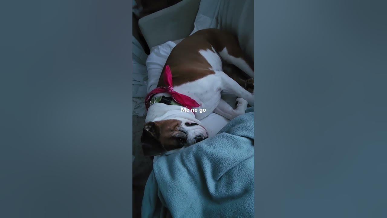 Ellie Time to Get Up? #dogshorts - YouTube