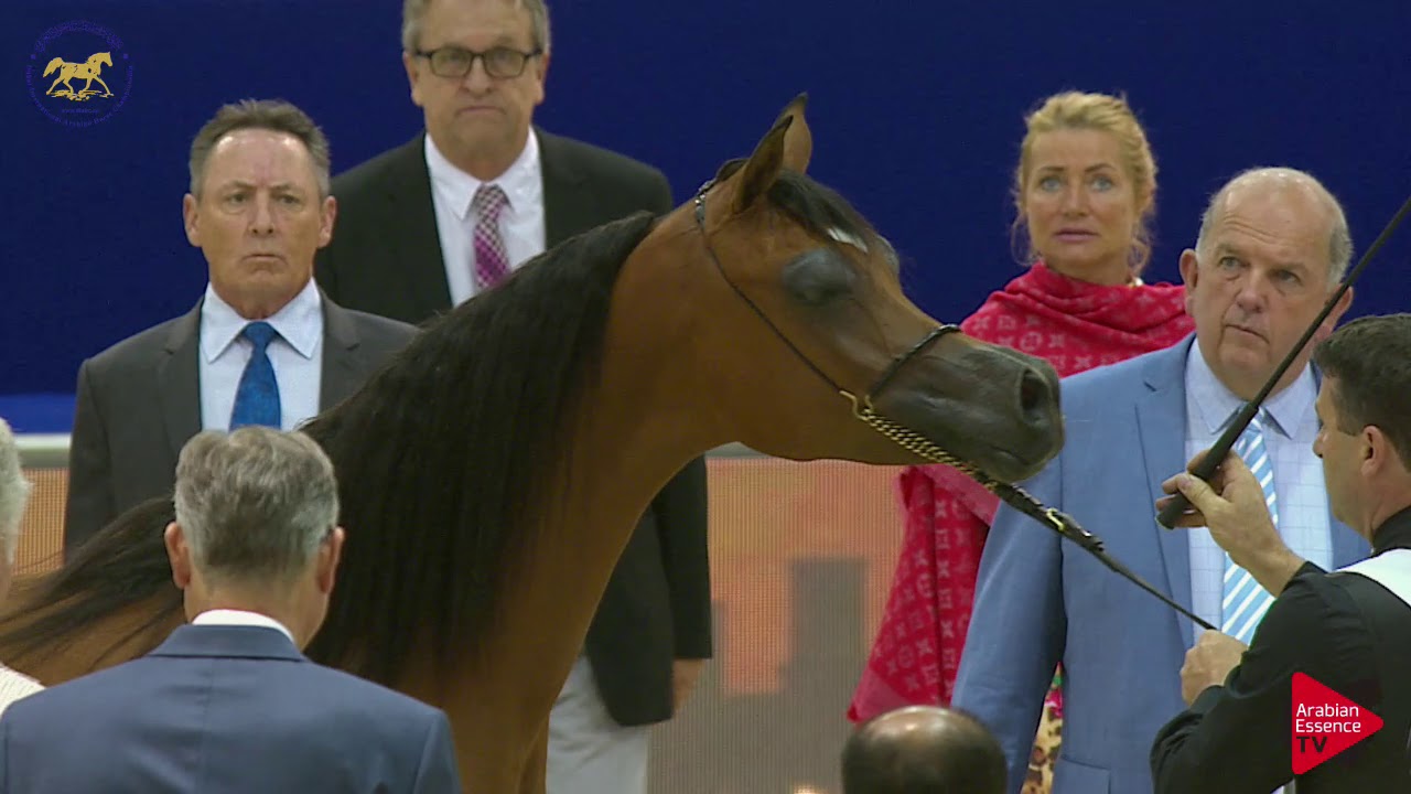 N 37 AJ SAMARA Dubai 2019 Yearling Fillies section B - YouTube