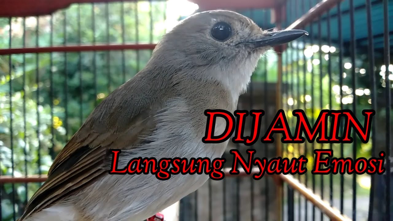 Pancingan SRDC Paling Cepat bikin Emosi| Suara SRDC betina memanggil ...