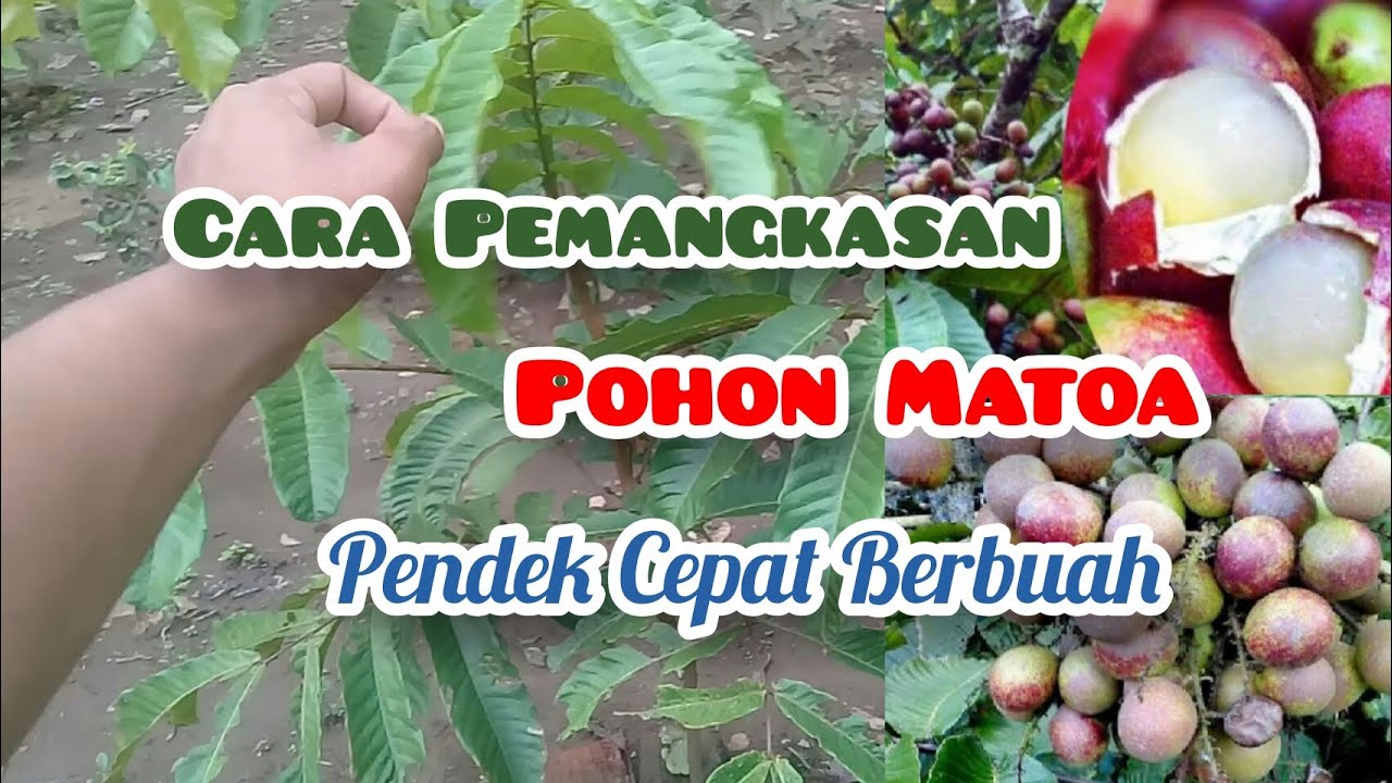 Pohon Matoa