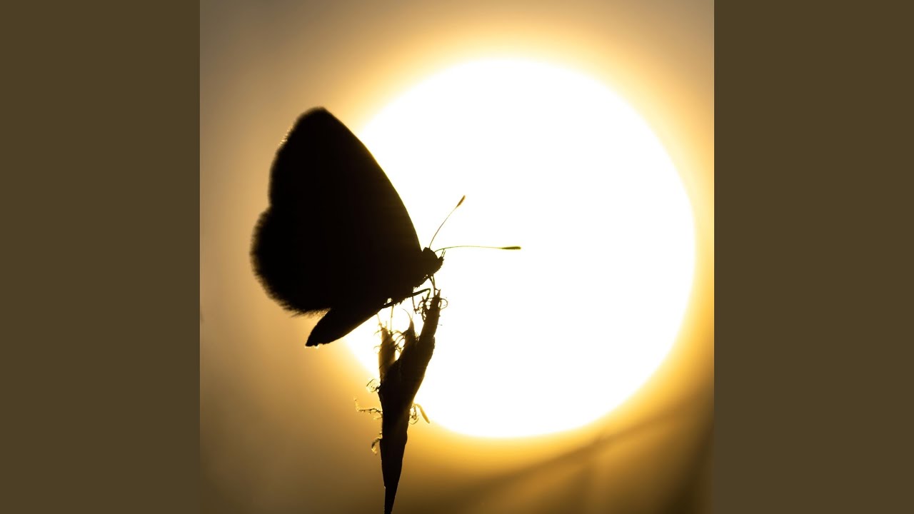 The Soul of the Butterfly - YouTube