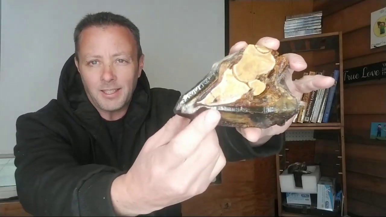 Founder, Laminitis And Hoof Flare In Horses - Livestream - YouTube