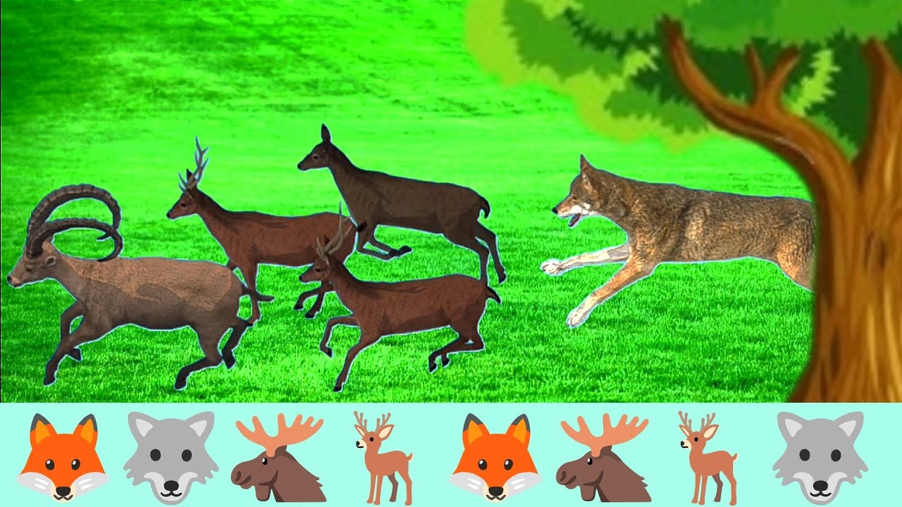 fox animal attack dears, wildlife, fox hunting, wild animals caught on ...