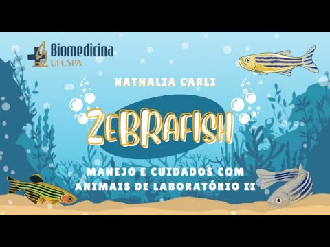 ZEBRAFISH ‐ Manejo e Cuidados com Animais de Laboratório (UFCSPA) - YouTube