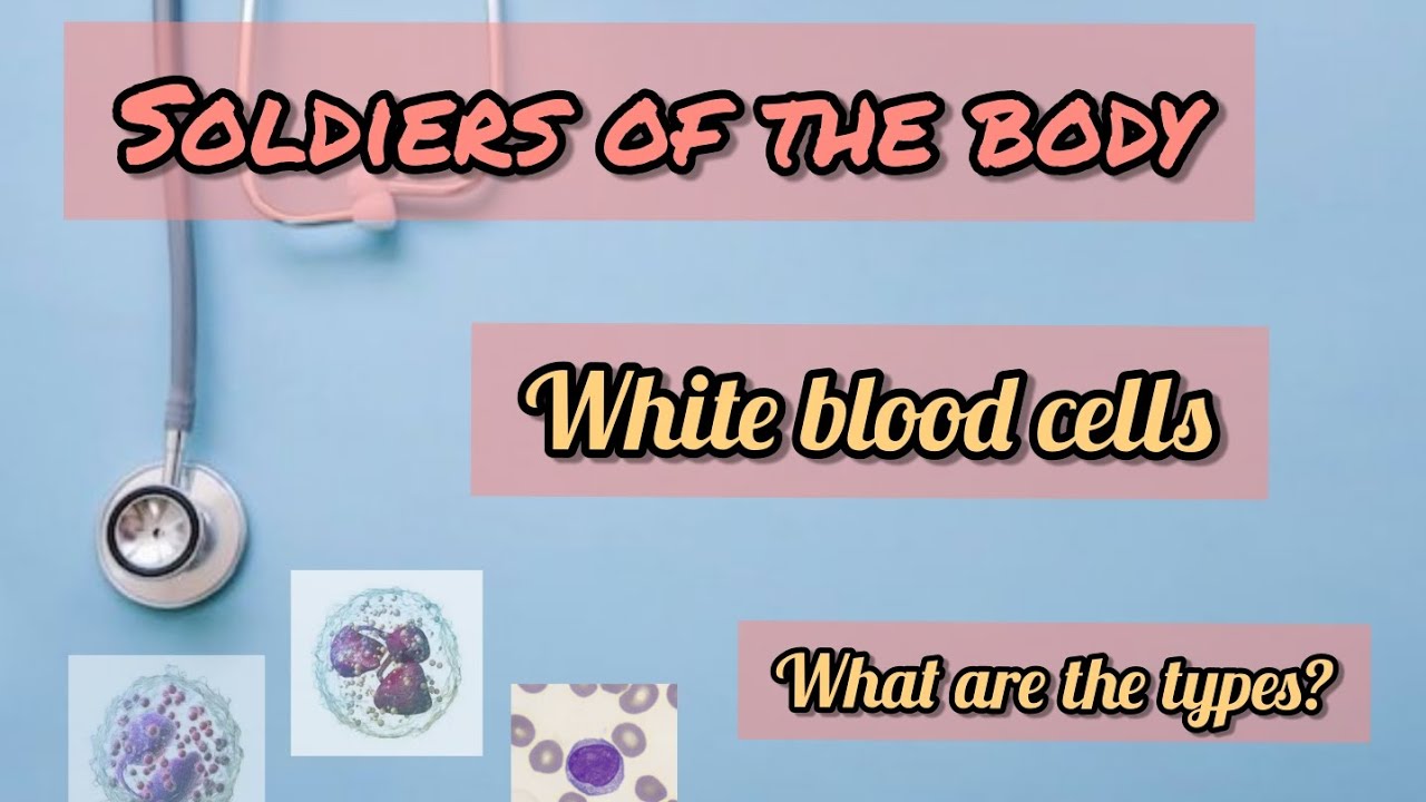 Soldiers of the body | White blood cells :Types ,functions....👩‍⚕️ easy ...
