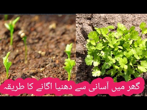 how to grow coriander at home easy and simple tips for growing corinder ...