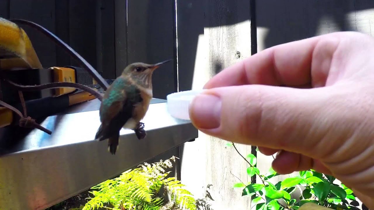 Hand Feeding a Baby Hummingbird - YouTube