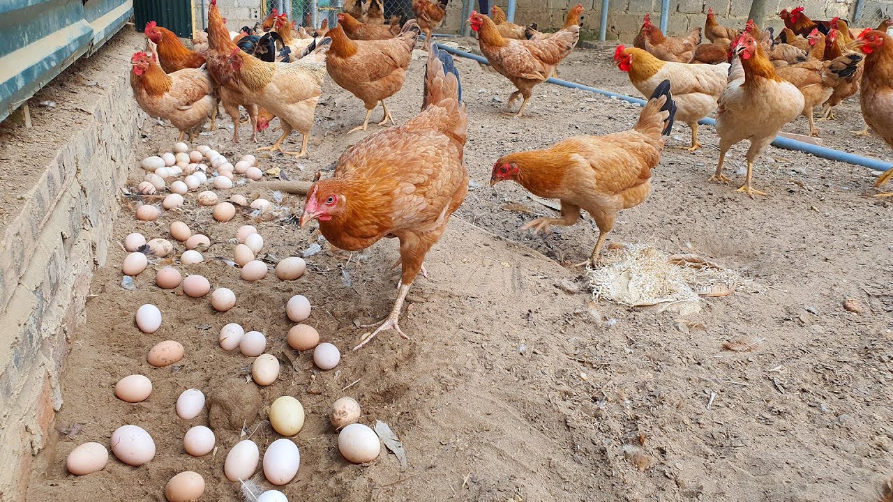 Chicken Organic Farming Life Daily In Chicken Farm After Super Typhoon ...