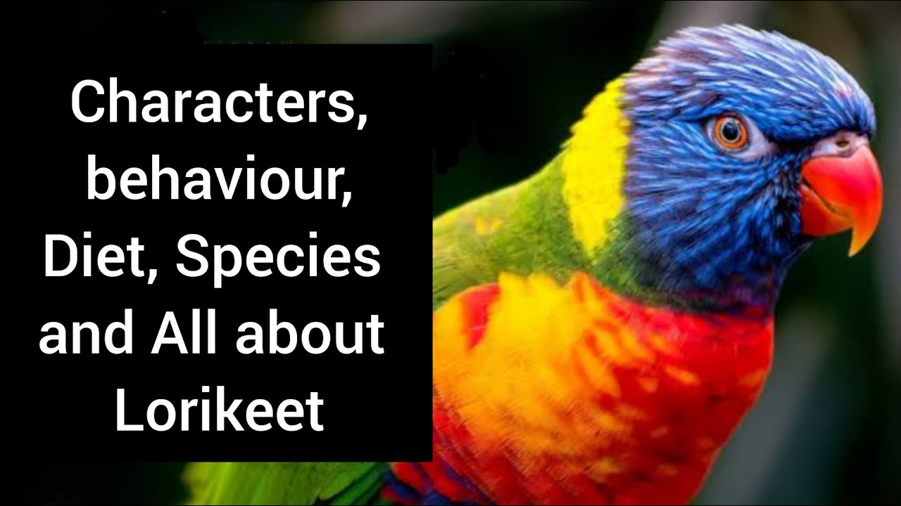 Characters, Behaviour, Diet, Species, and all about Lorikeet Birds ...