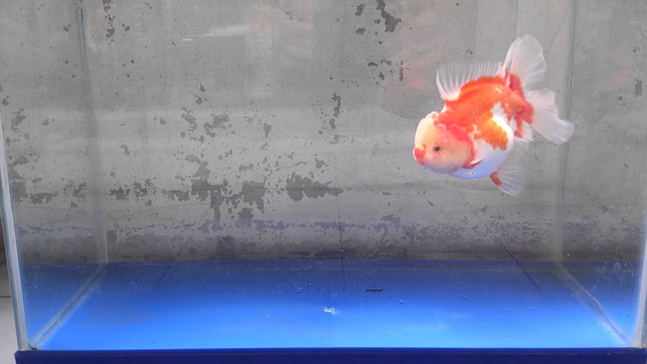 Red & white oranda very cute - YouTube