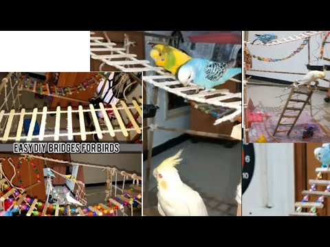 DIY bridges for birds/with sticks,rope and balls/Birds playground/Happy ...