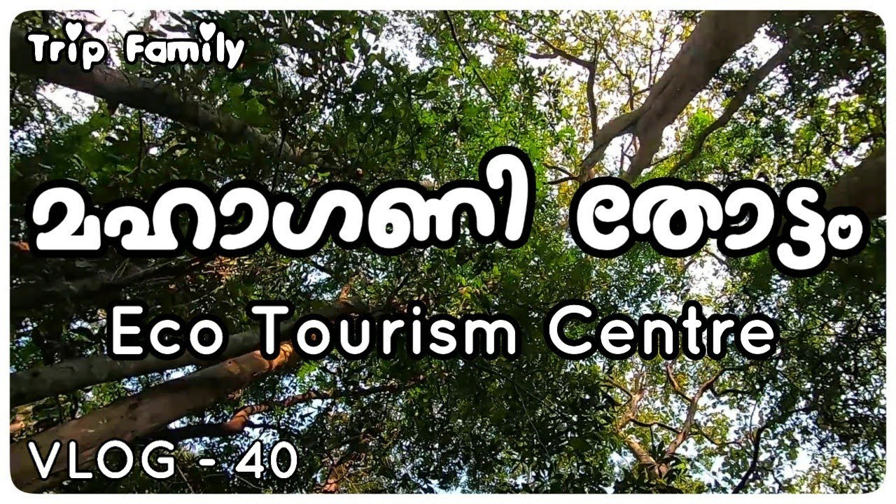 മഹാഗണി തോട്ടം | Illithode | mulamkuzhi | mahogany thottam eco tourism ...