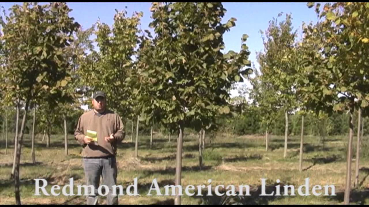 Redmond Linden Tree In Fall