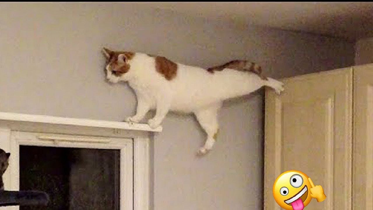 🐯"Epic Animal Pranks: You Won't Believe 🐆 What Happens Next! Part 36 ...