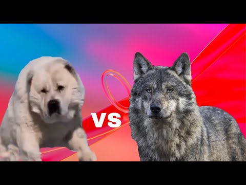 Alabai VS Wolf- Will Alabai Win? - YouTube