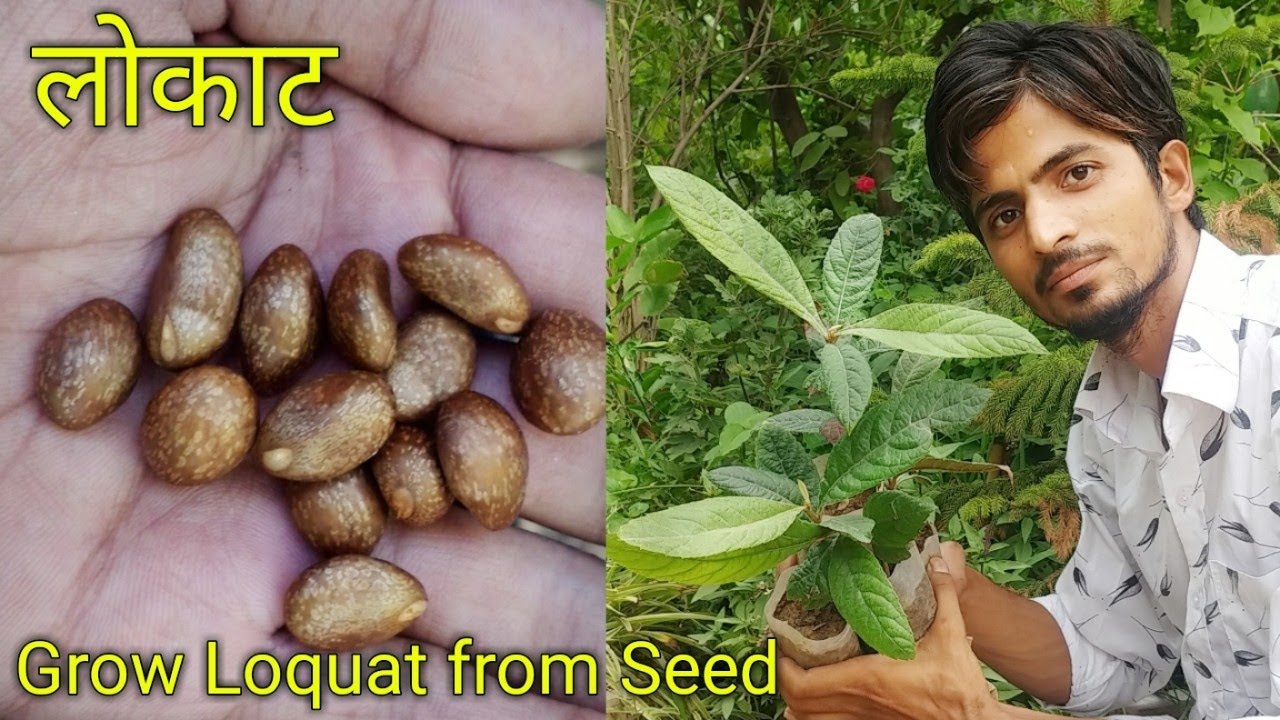 Grow loquat / locart from seed | लोकाट को लगाना और उसकी देखभाल - YouTube