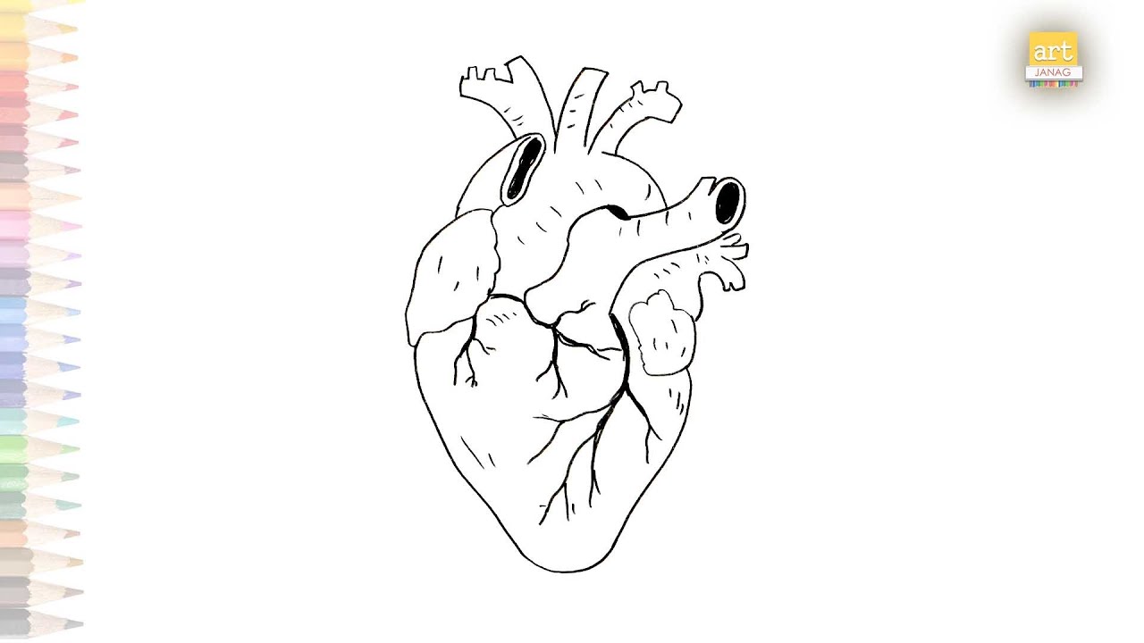 Awesome anatomical heart diagram easy | How to draw human heart diagram ...