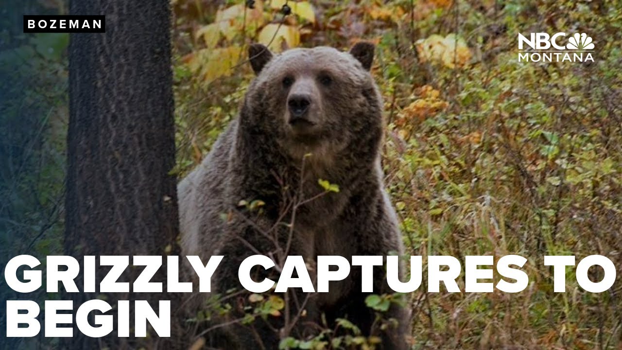 Researchers to begin grizzly captures in Custer Gallatin National Forest - YouTube