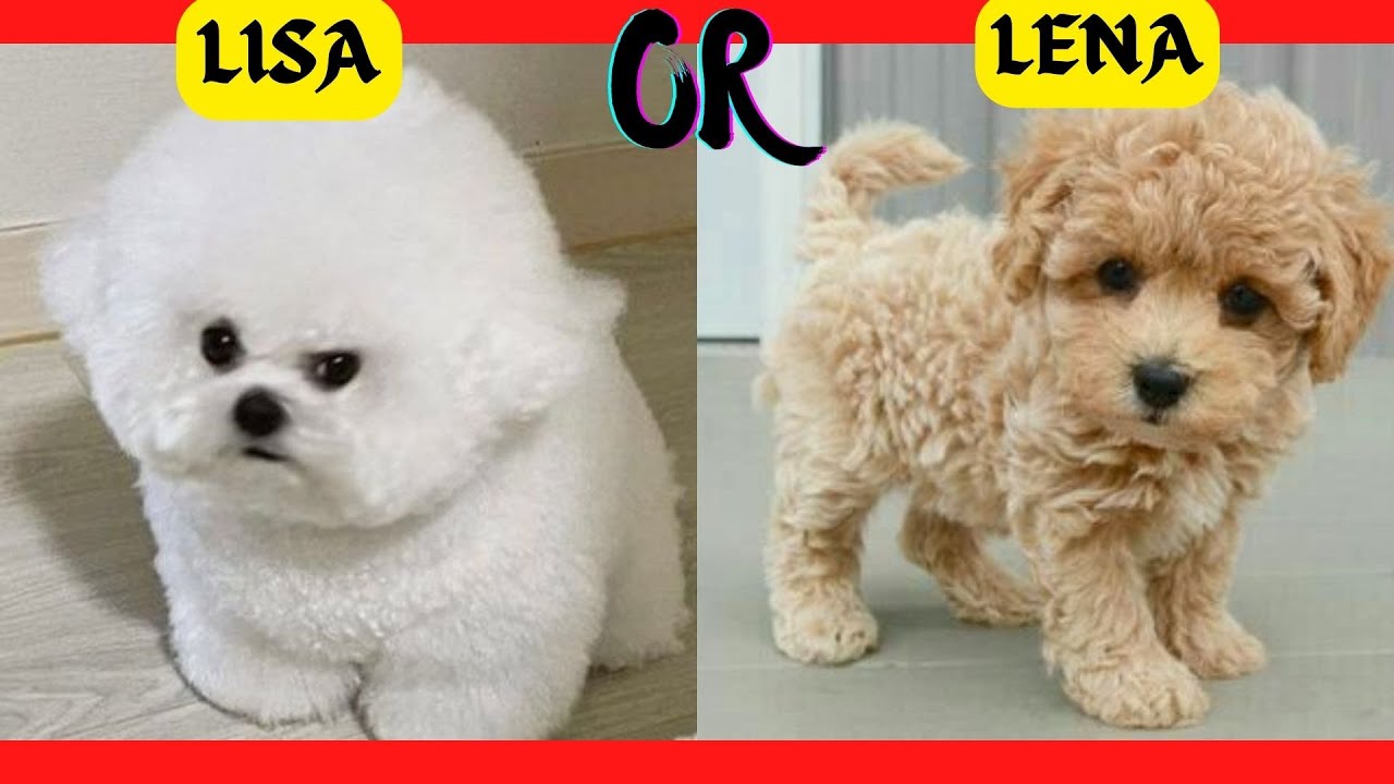 LISA OR LENA CUTE PUPPIES / DOGS😍 LISA LENA CUTE PUPPIE 😍 LISA AND LENA ...
