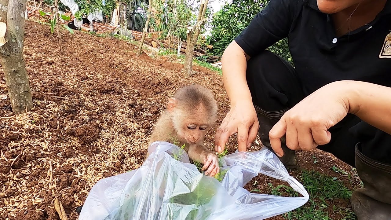 Baby monkey growing vegetables with Mom - YouTube