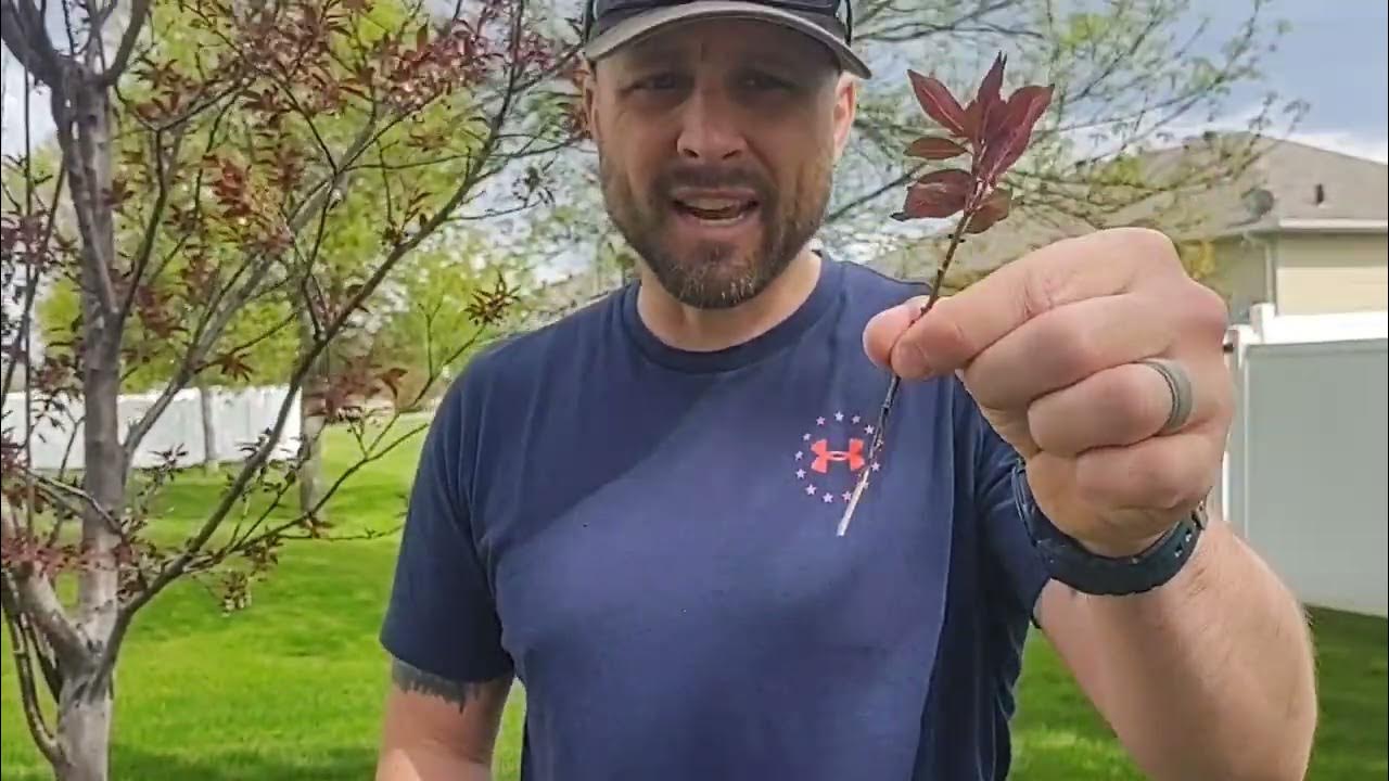 Cutting. Grow a tree from a branch - YouTube