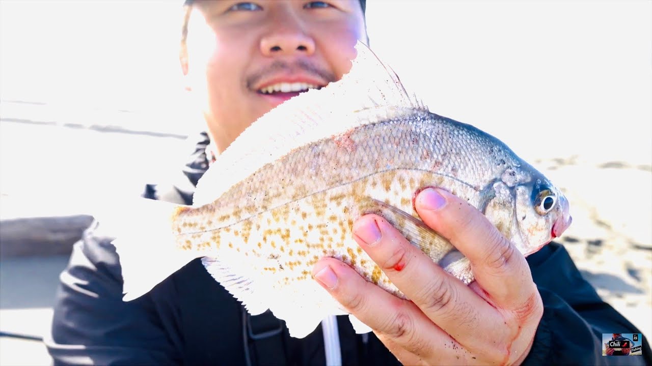 GREAT California Surf Perch Fishing of 2020 (IT WAS FIRE!) - YouTube