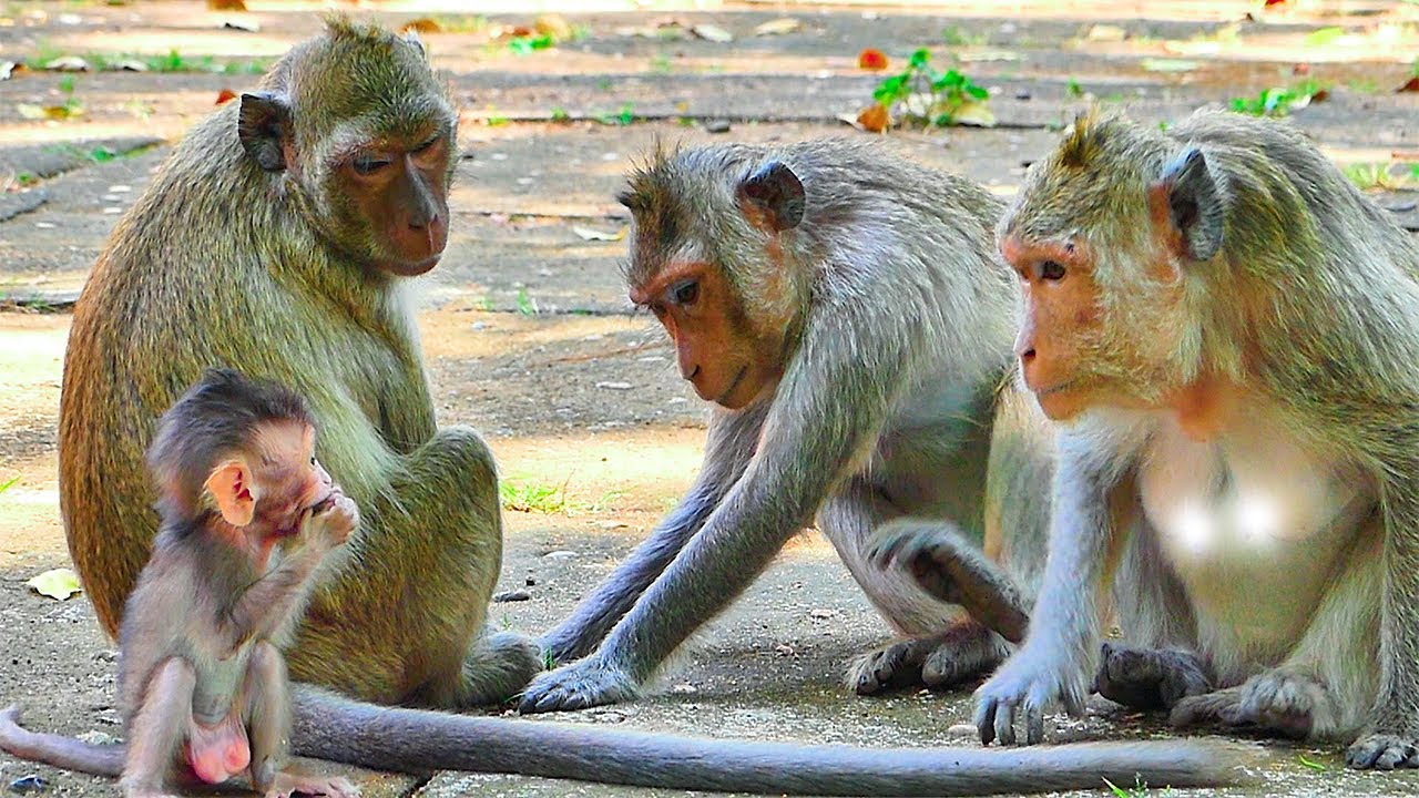 Baby Lily is the most adorable of all monkey members. - YouTube