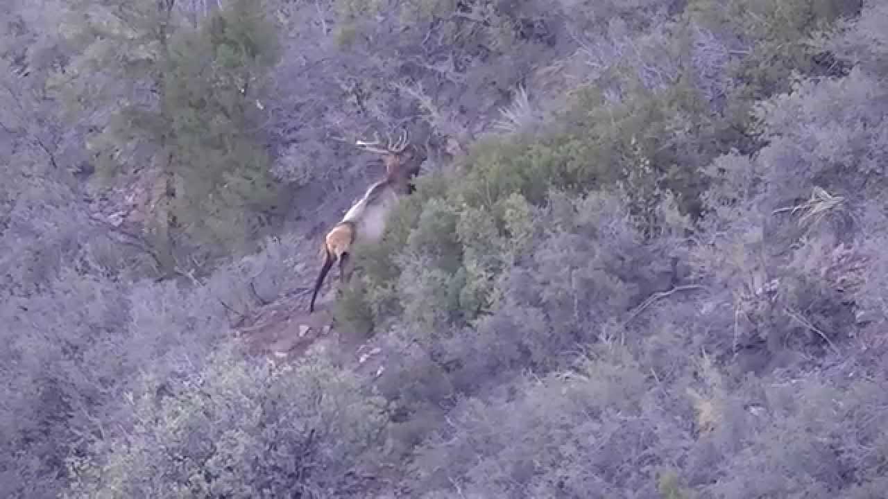 G's First AZ Bull Elk - YouTube