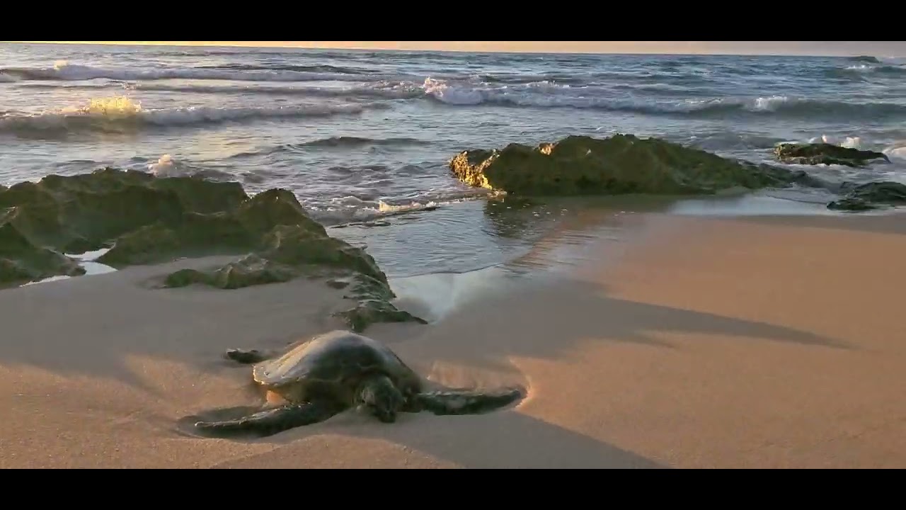 Green Sea Turtle on Papa'iloa Beach at sunset on North Shore Oahu ...