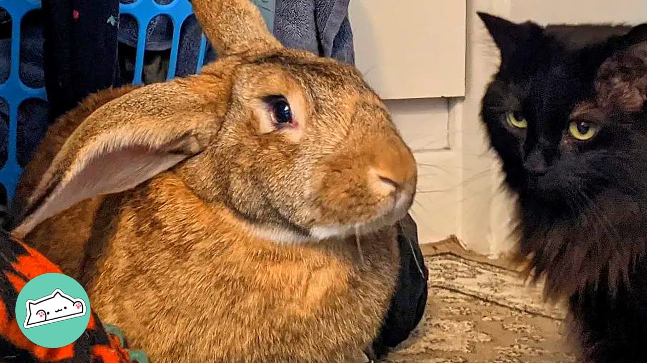 These Bunnies Get In The Most Unexpected Places | Cuddle Buddies - YouTube