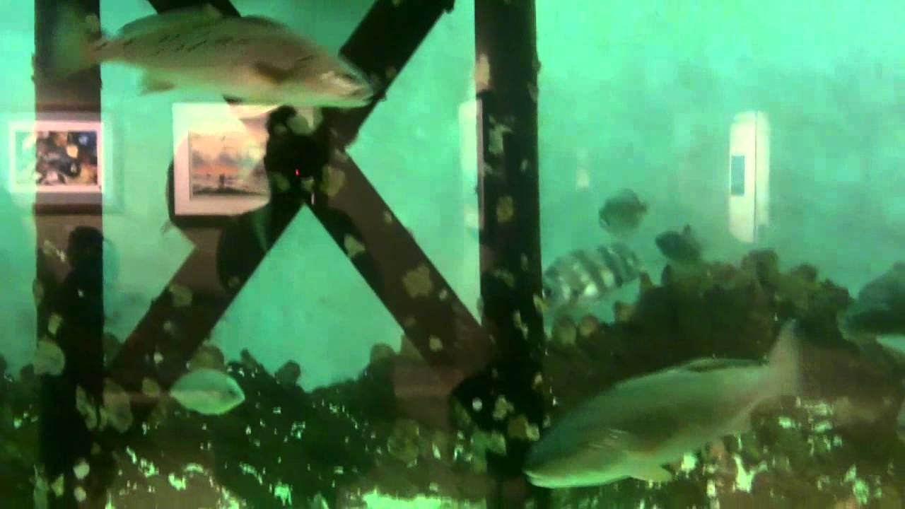 My Visit to Sea Center Texas in Lake Jackson - YouTube