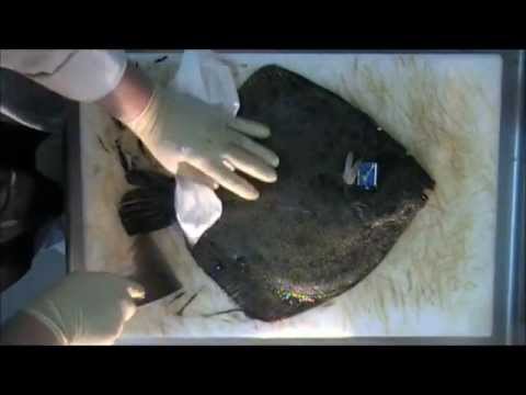 Clean a Turbot HD