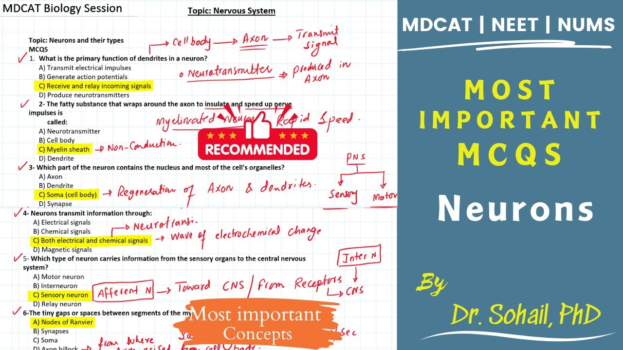 Most Important MCQS on Neurons and Their Types | MDCAT | NUMS | NEET ...