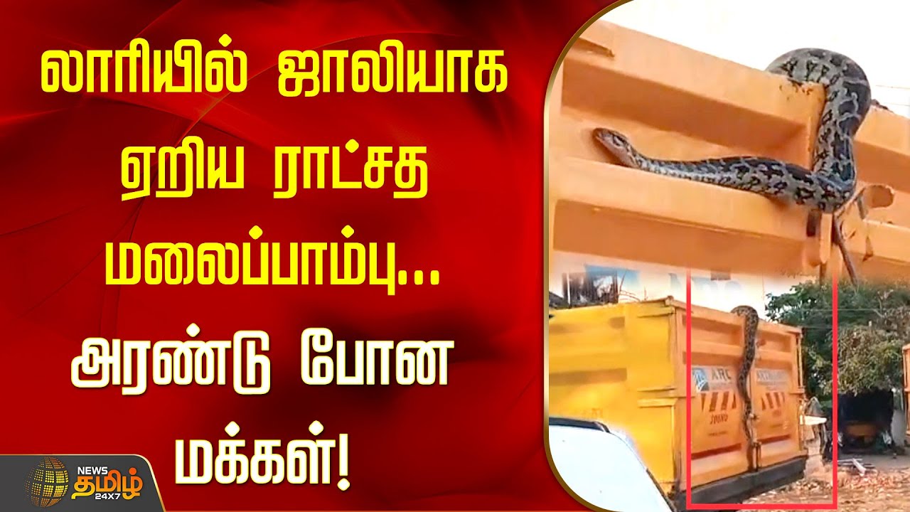 லாரியில் ஜாலியாக ஏறிய ராட்சத மலைப்பாம்பு... அரண்டு போன மக்கள்! | Python | Snake | Pollachi - YouTube