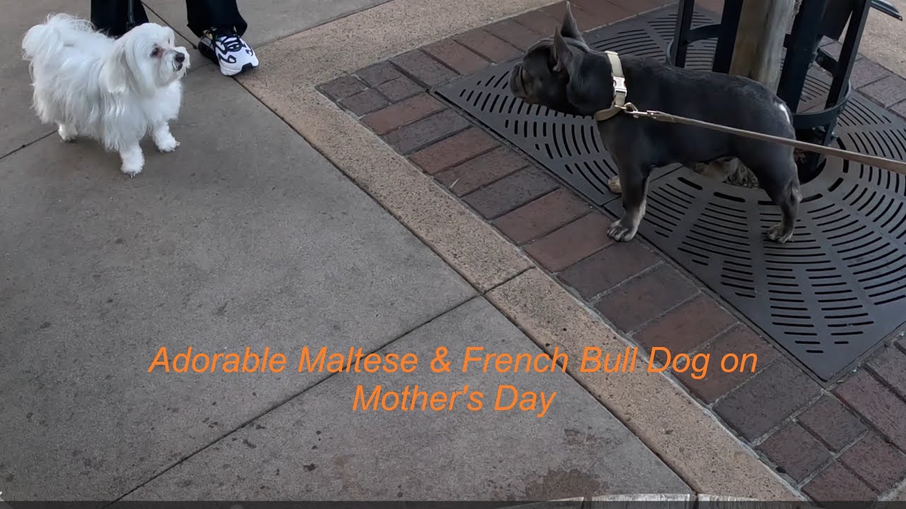 Maltese and French Bull Dog on Mother's Day - YouTube