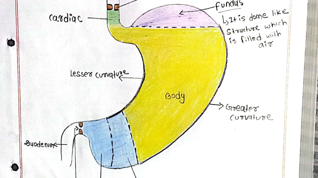 how to draw stomach / simple drawing of stomach / stomach ka drawing ...