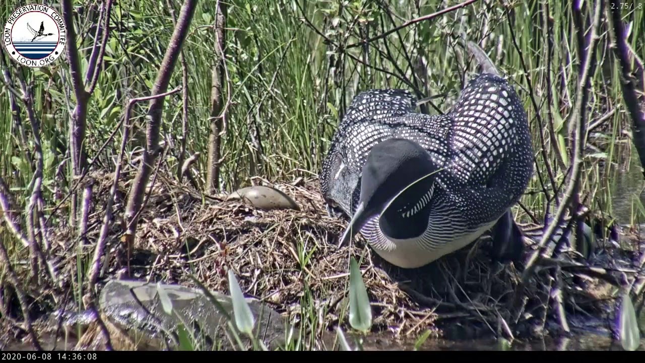 Loon attacks Snapping Turtle - YouTube