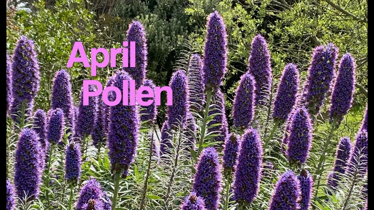 April Pollen - YouTube