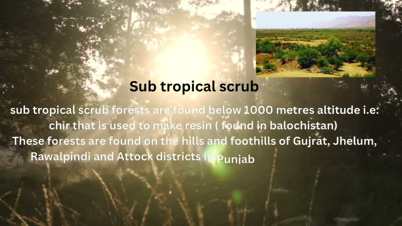 Tropical Scrub Forest