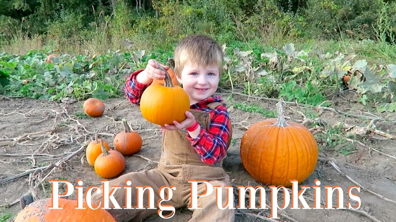 PICKING THE PERFECT PUMPKINS! - YouTube