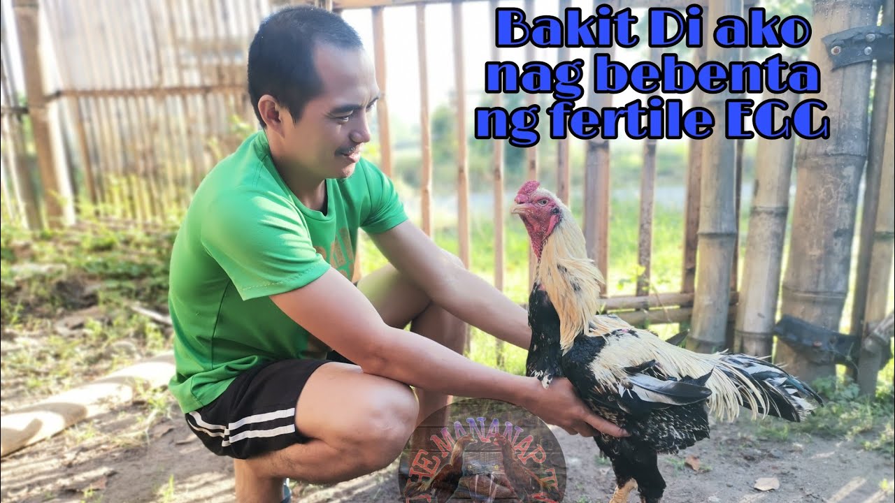 PARROT BEAK ASIL UPDATE - YouTube