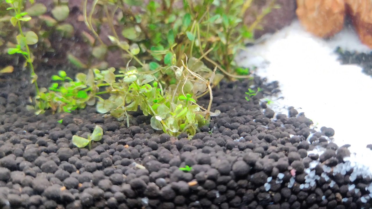 fluval volcano soil Review || propagation of new plants 🌱 in planted ...