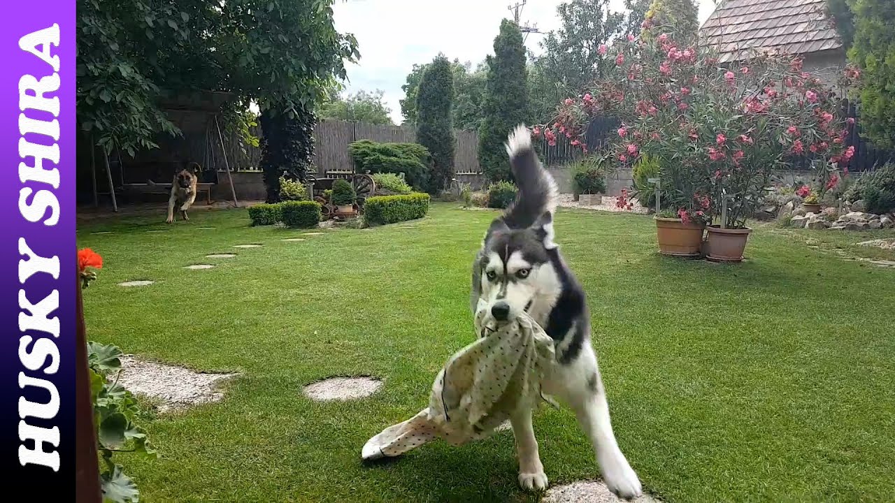 Pupperonis Are Sleepy In The Morning But When The Night Comes... - YouTube