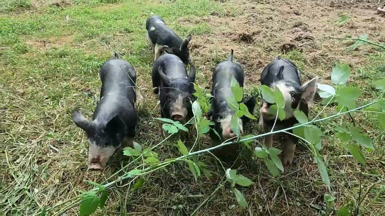 Moving and Rotating Pastured Pigs - YouTube
