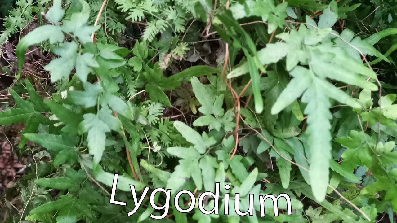 Atacho Eden 030: Samambaia/Ferns: Lygodium (Samambaia de Escalada ...