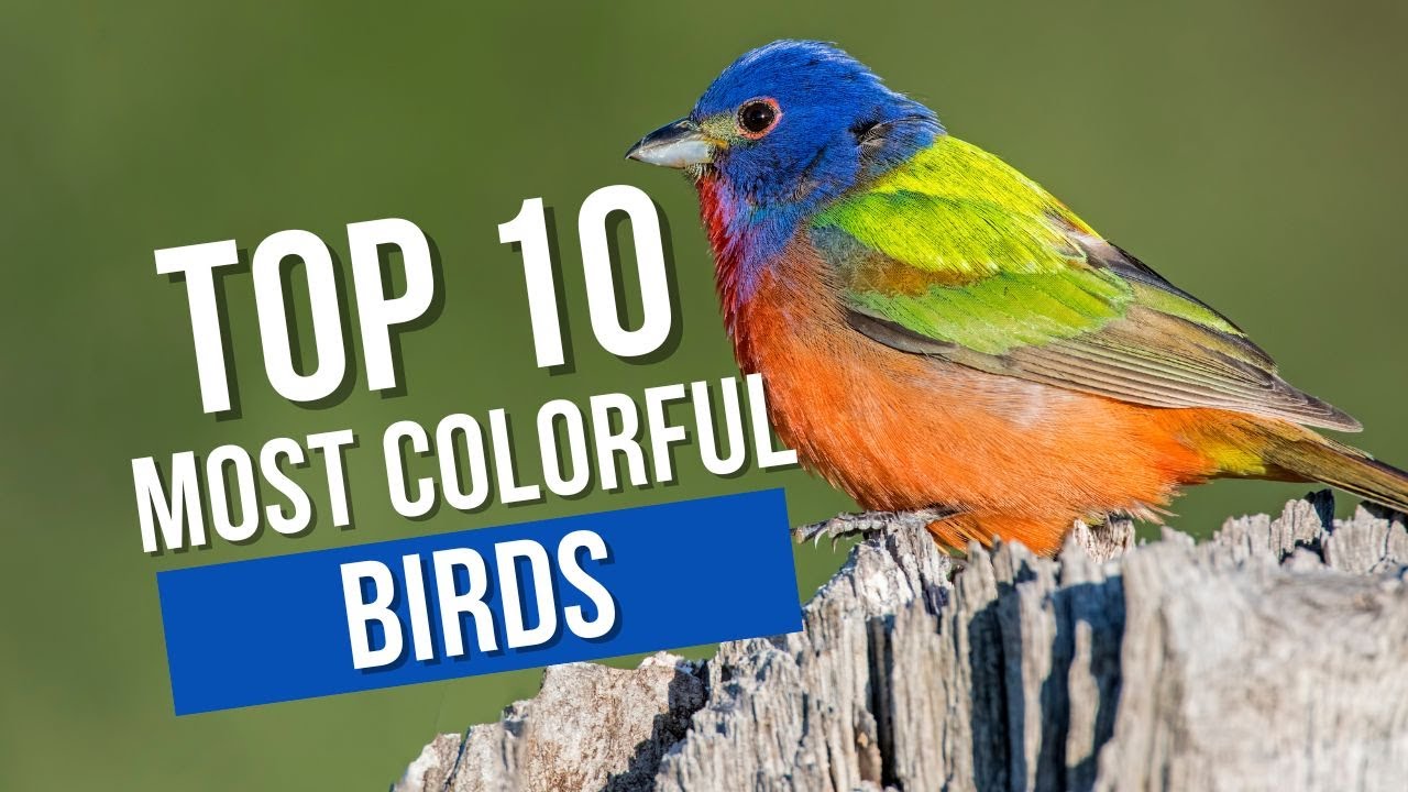 Names Of Colorful Birds
