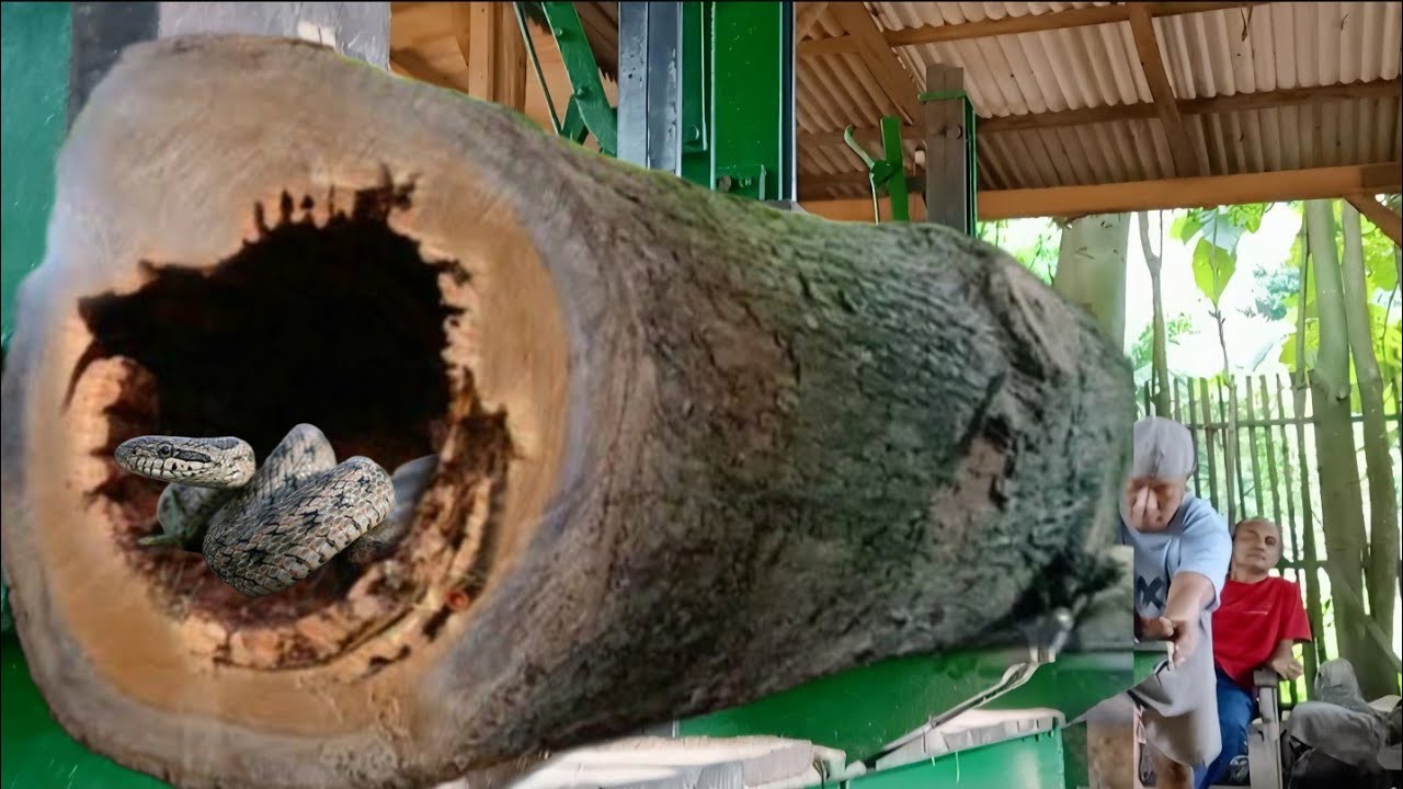 Cursed wood brings disaster!! Sawing wood is very dangerous - YouTube